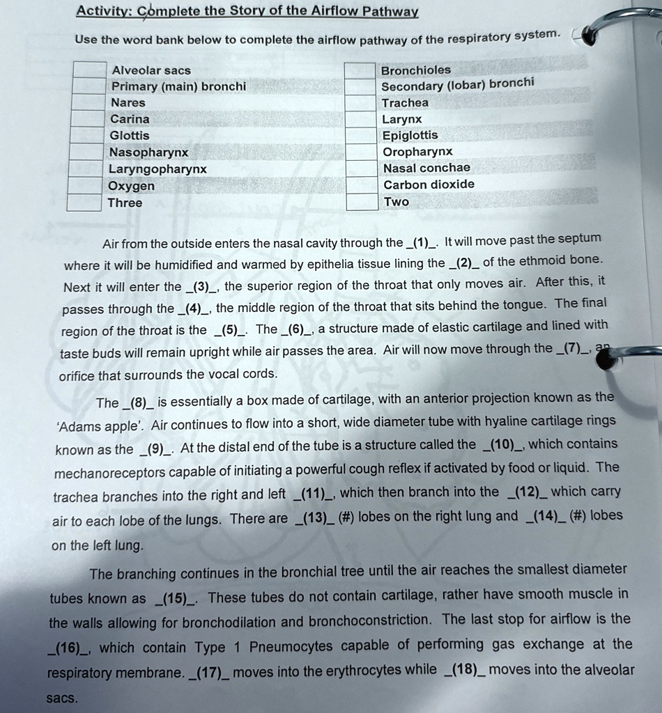 activity complete the story of the airflow pathway use the word bank ...