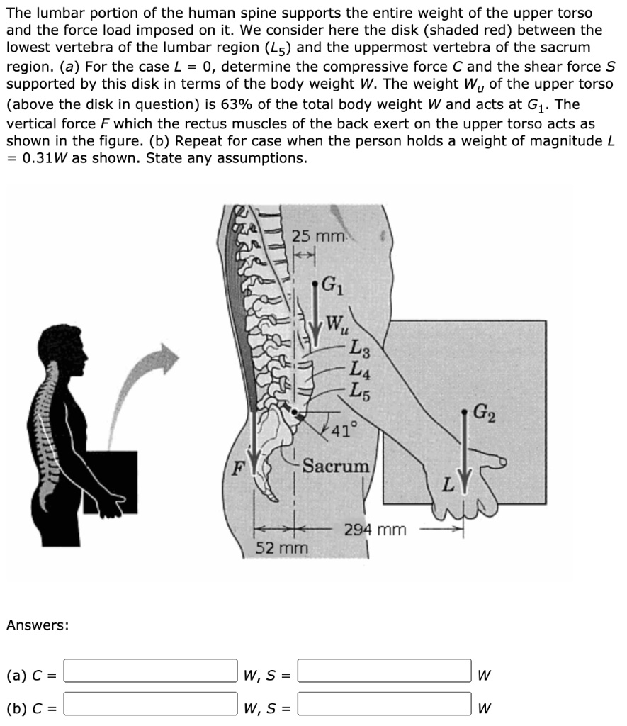 the lumbar portion of the human spine supports the entire weight of the ...