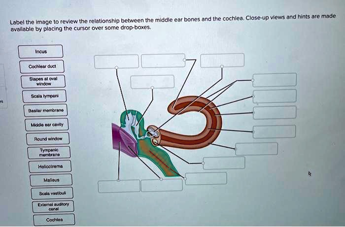 SOLVED:Tevien the reiatlonship between the middle ear bones and the ...