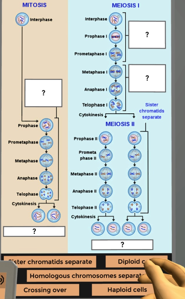 mitosis meiosis interphase interphase prophase prometaphase metaphase ...
