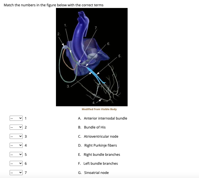 SOLVED: Match the numbers in the figure below with the correct terms: A ...
