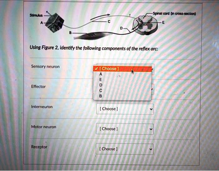Stimulus A B C D -Spinal cord (in cross-section) E Using Figure 2, identify the following ...
