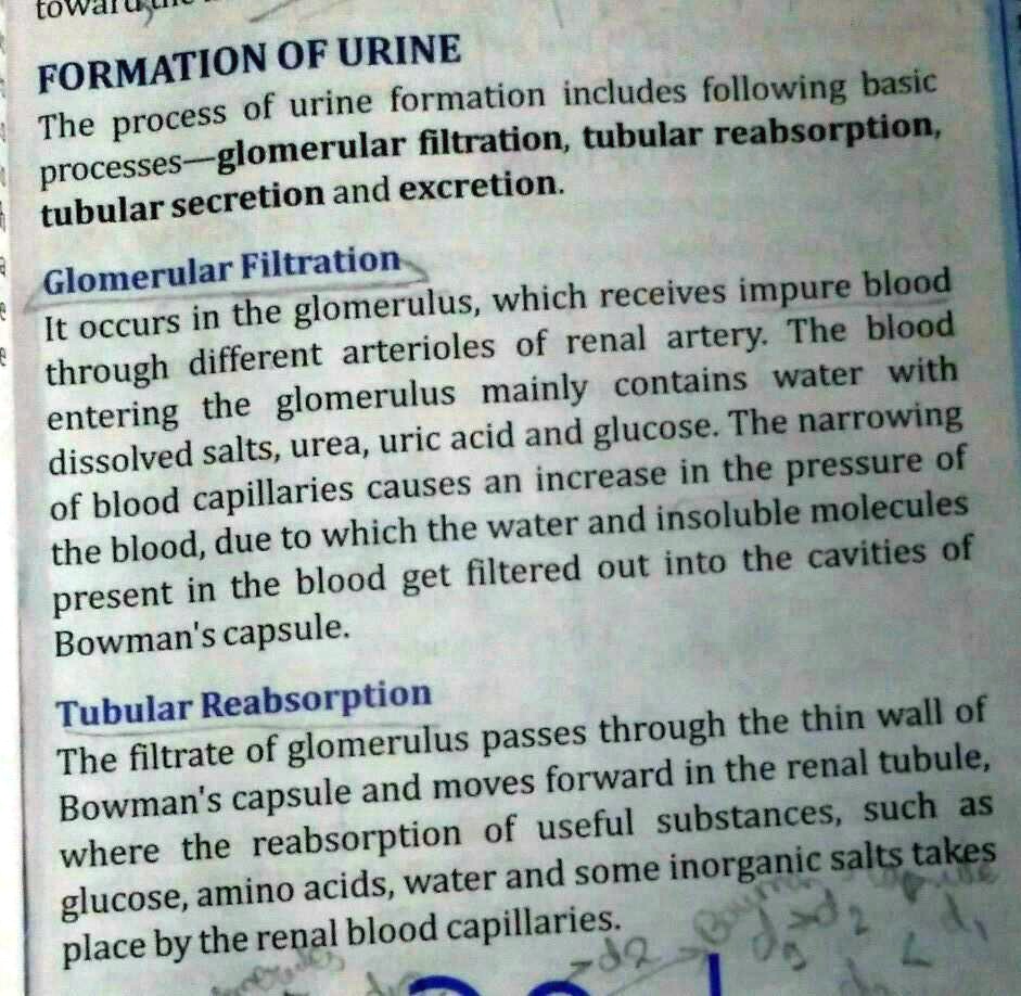FORMATION OF URINE The process of urine formation includes following ...
