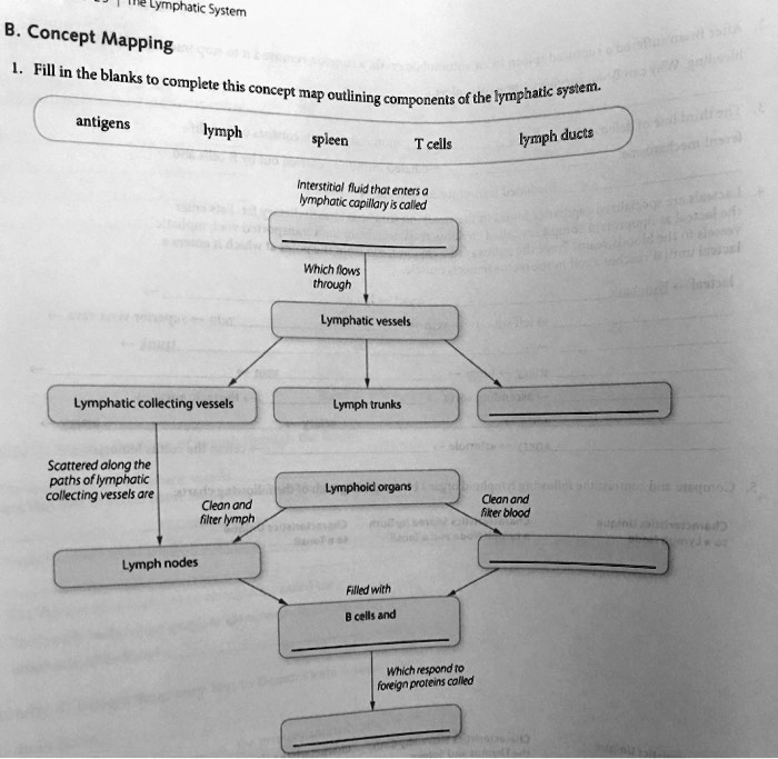SOLVED: Lymphatic System Concept Mapping Fill in the blanks to complete ...