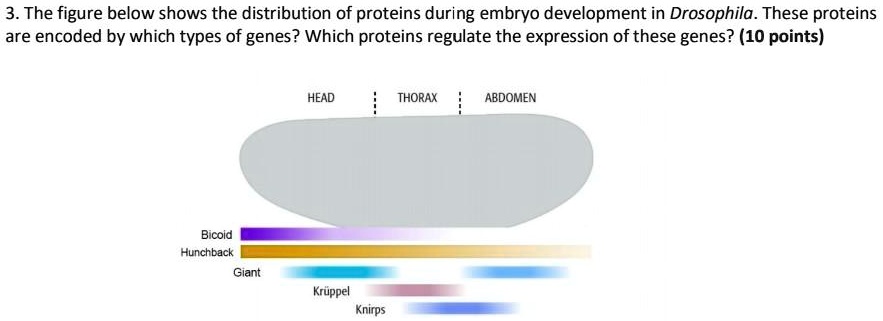 SOLVED: 3. The figure below shows the distribution of proteins during ...