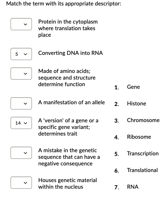 Match the term with its appropriate descriptor: Protein in the ...