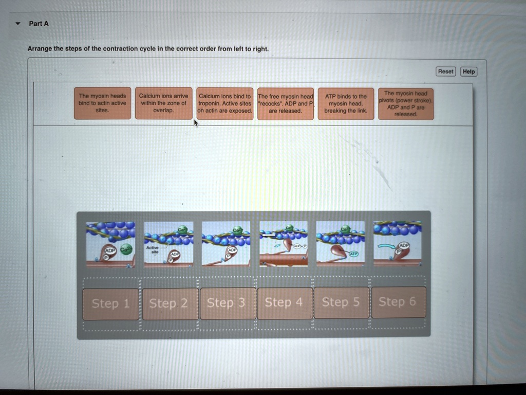Part A Arrange the steps of the contraction cycle in the correct order from left to right. Reset ...