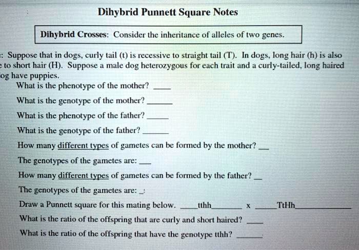 Dihybrid Punnett Square Notes Dihybrid Crosses: Consider the ...
