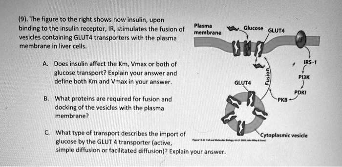The figure to the right shows how insulin, upon binding to the insulin ...
