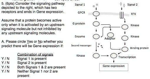 Signal 1 Signal 2 5. (6pts) Consider the signaling pathway depicted to ...