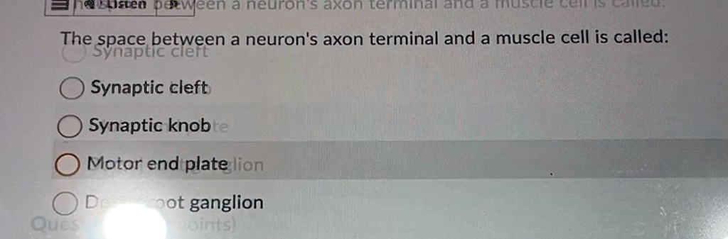 the space between a neurons axon terminal and a muscle cell is called ...