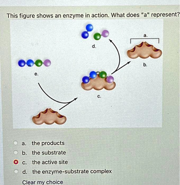 SOLVED: This figure shows an enzyme in action. What does "a"represent ...