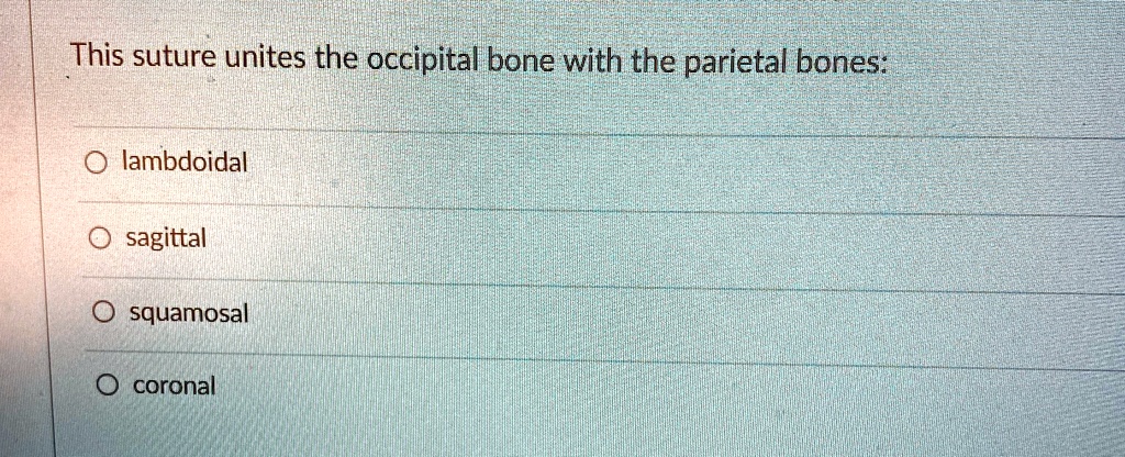 This suture unites the occipital bone with the parietal bones ...
