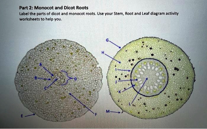 SOLVED: Label the parts of the monocot and dicot roots. The choices are: phloem, cortex ...