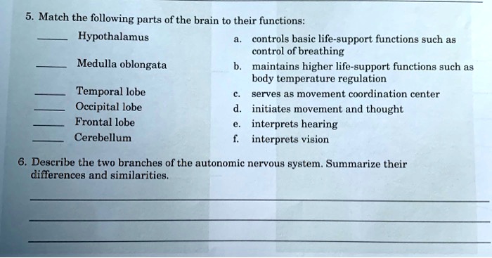 SOLVED: Match the following parts ofthe brain to their functions: Hypothalamus controls basic ...