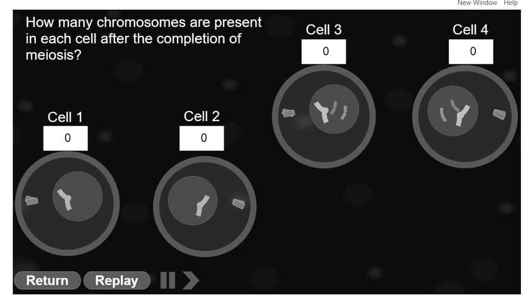 How many chromosomes are present in each cell after the completion of ...