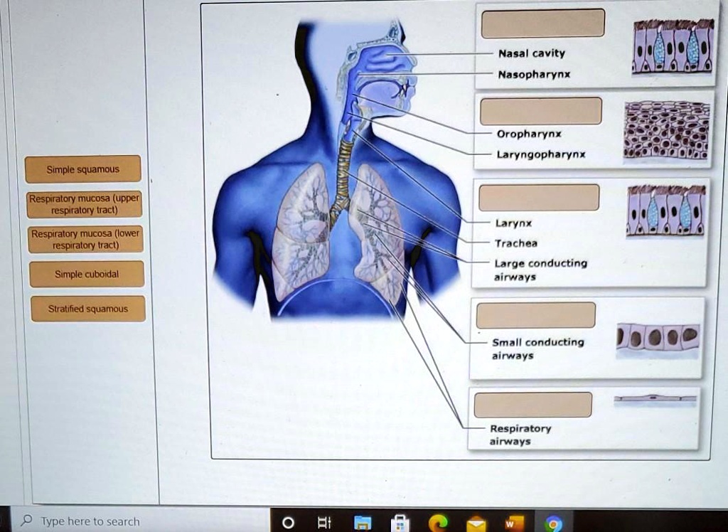 Nasal cavity Nasopharynx Oropharynx Laryngopharynx Simple squamous Respiratory mucosa (upper ...