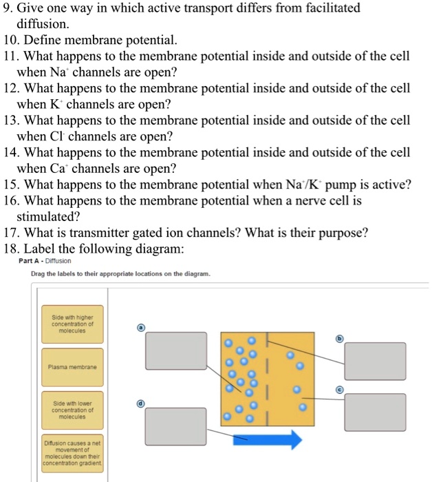 9. Give one way in which active transport differs from facilitated diffusion. 10. Define ...