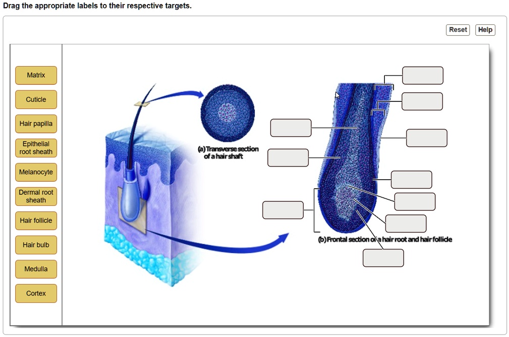 SOLVED: Drag the appropriate labels to their respective targets. Matrix ...