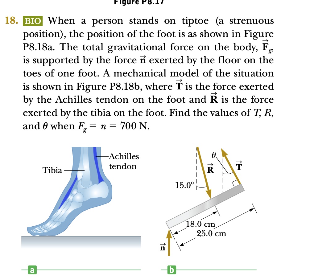 Figure P8 18 When A Person Stands On Tiptoe A Strenuous Position