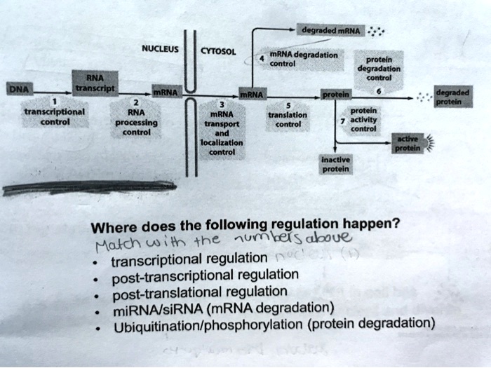 SOLVED: degraded mRNA NUCLEUS CYTOSOL mRNA degradation control proteln ...