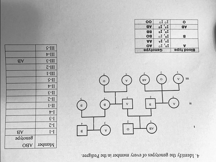bo iii 5 iii 4 1 ab genotype abo member genotype blood type 4 identify ...