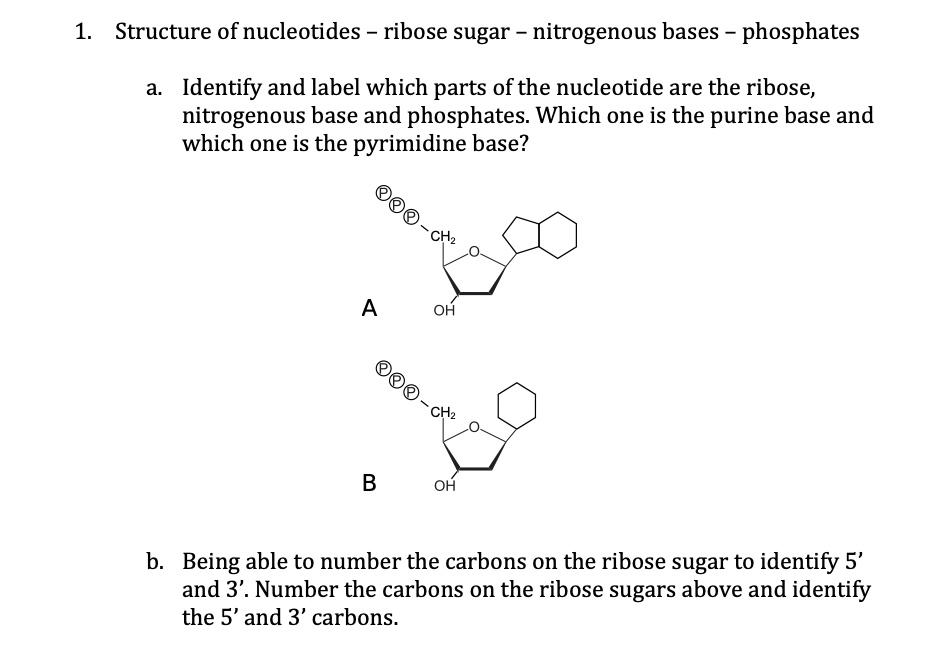 1 structure of nucleotides ribose sugar nitrogenous bases phosphates a ...