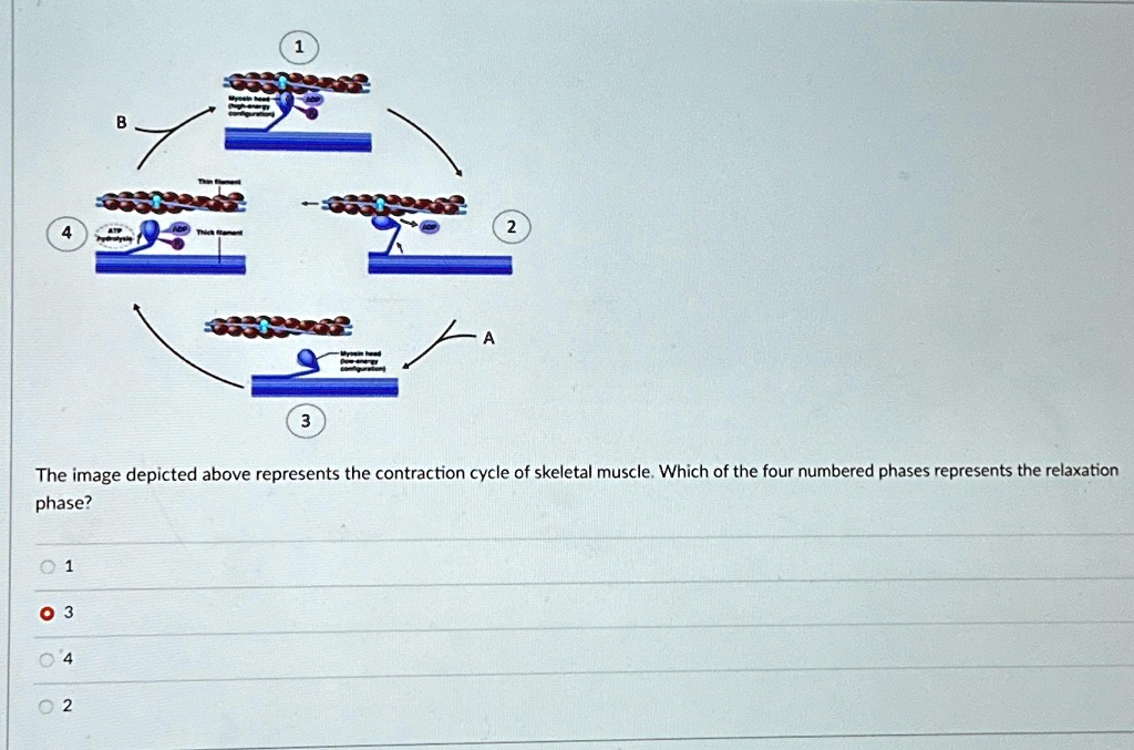 The image depicted above represents the contraction cycle of skeletal ...