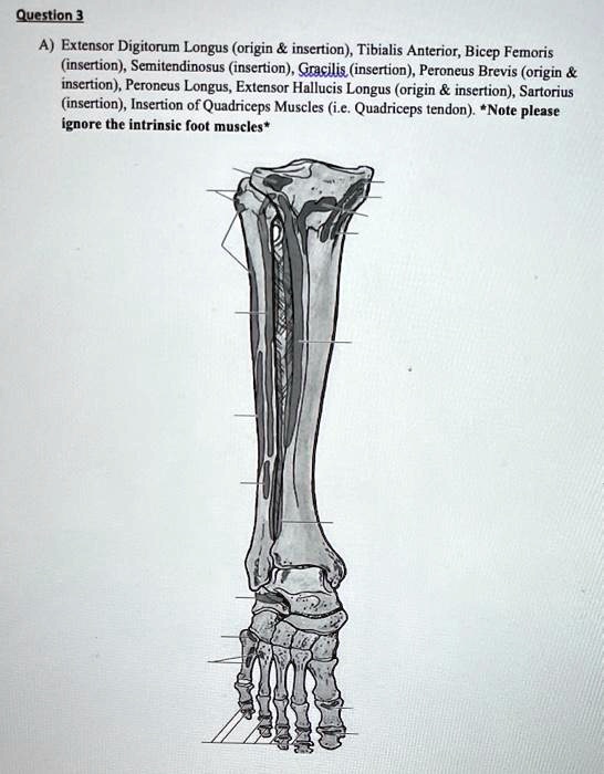 Question 3 A) Extensor Digitorum Longus (origin insertion), Tibialis ...