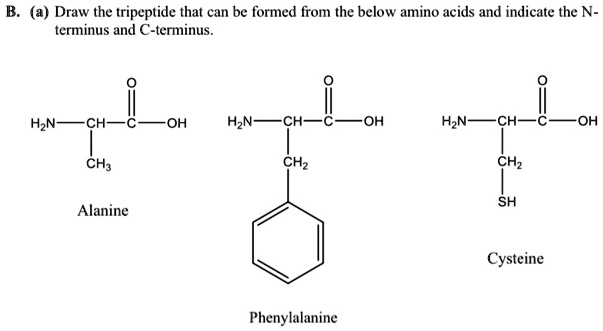 a draw the tripeptide that can be formed from the below amino acids and indicate the n terminus ...