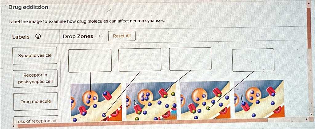 Drug addiction Label the image to examine how drug molecules can affect ...