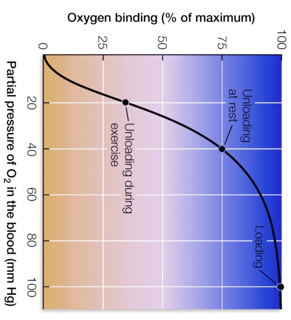 Oxygen binding (% of maximum) 100 75 Unloading at rest Loading 50 ...