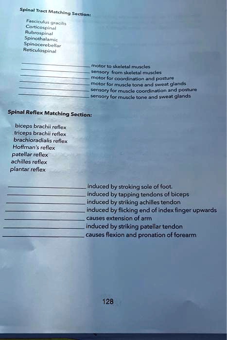 Spinal Tract Matching Section: Fasciculus gracilis Corticospinal ...