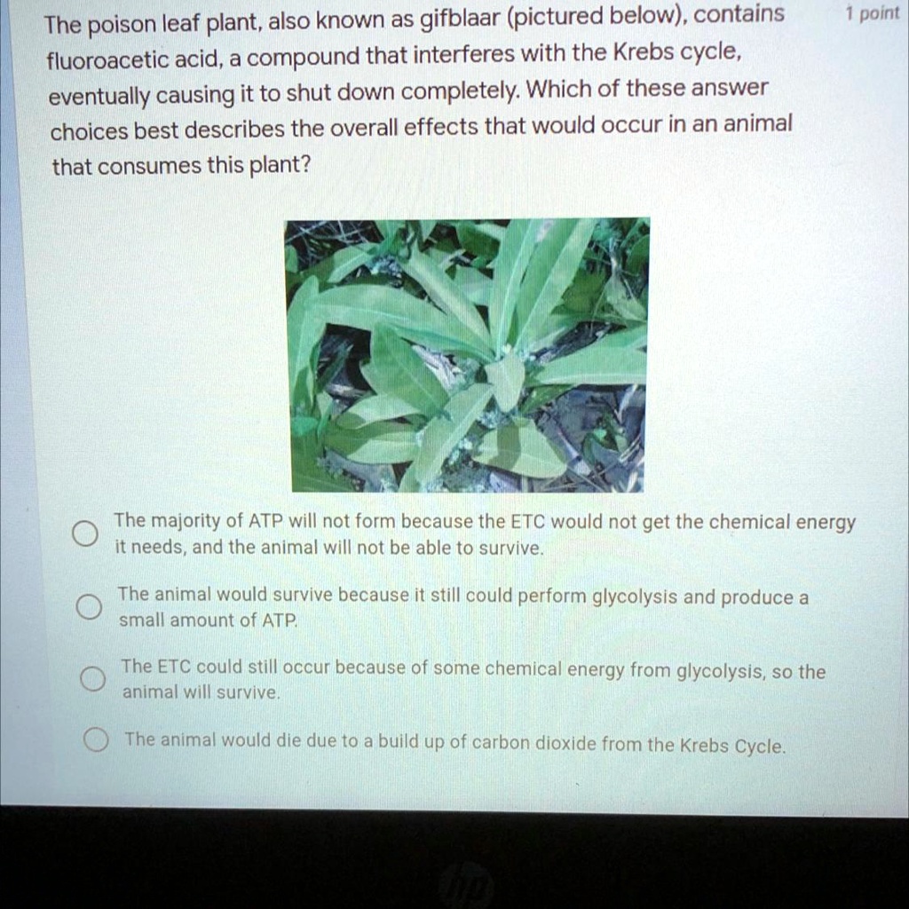 The poison leaf plant, also known as gifblaar (pictured below ...