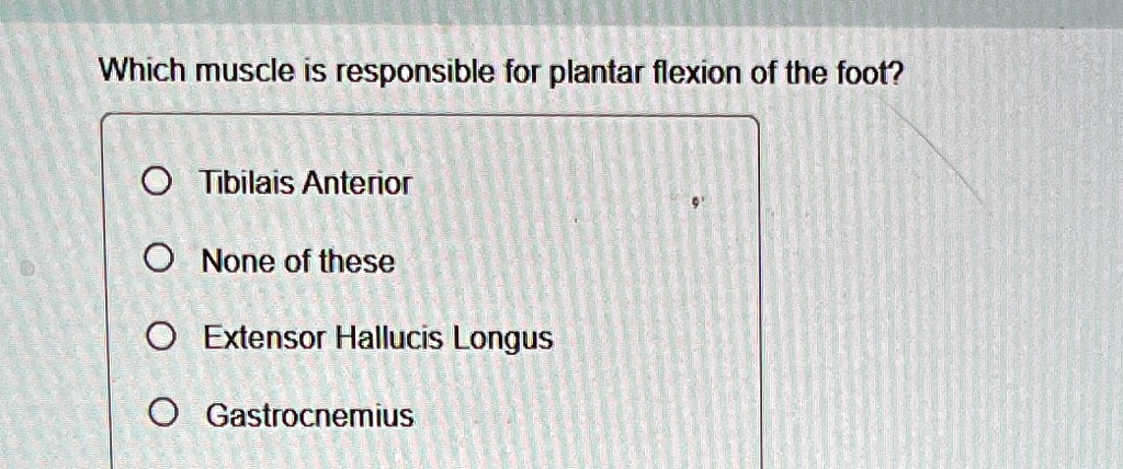 which muscle is responsible for plantar flexion of the foot tibilais ...