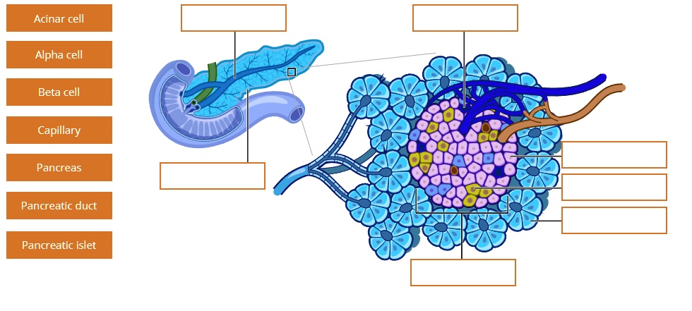 SOLVED: 'Label the cells and structures of the pancreas. Acinar cell ...