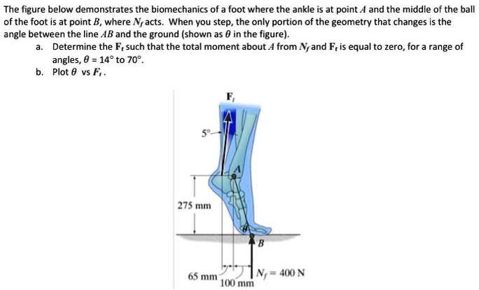 The figure below demonstrates the biomechanics of a foot where the ...