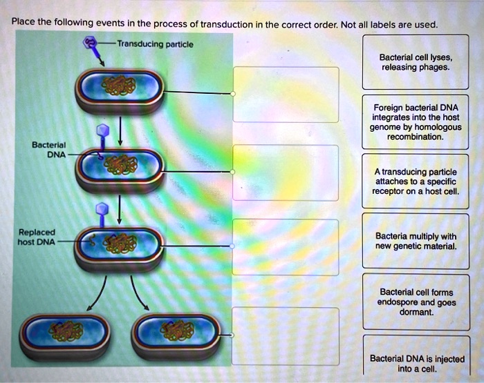 place the following events in the process of transduction in the ...
