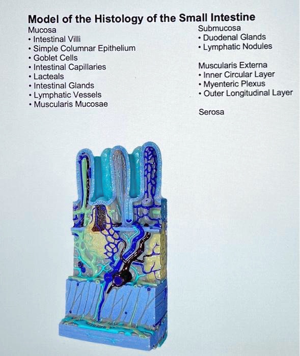 SOLVED: Model of the Histology of the Small Intestine Mucosa Submucosa ...