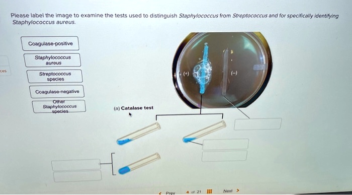 please label the image examine the iests ued staphylococcus aureus ...
