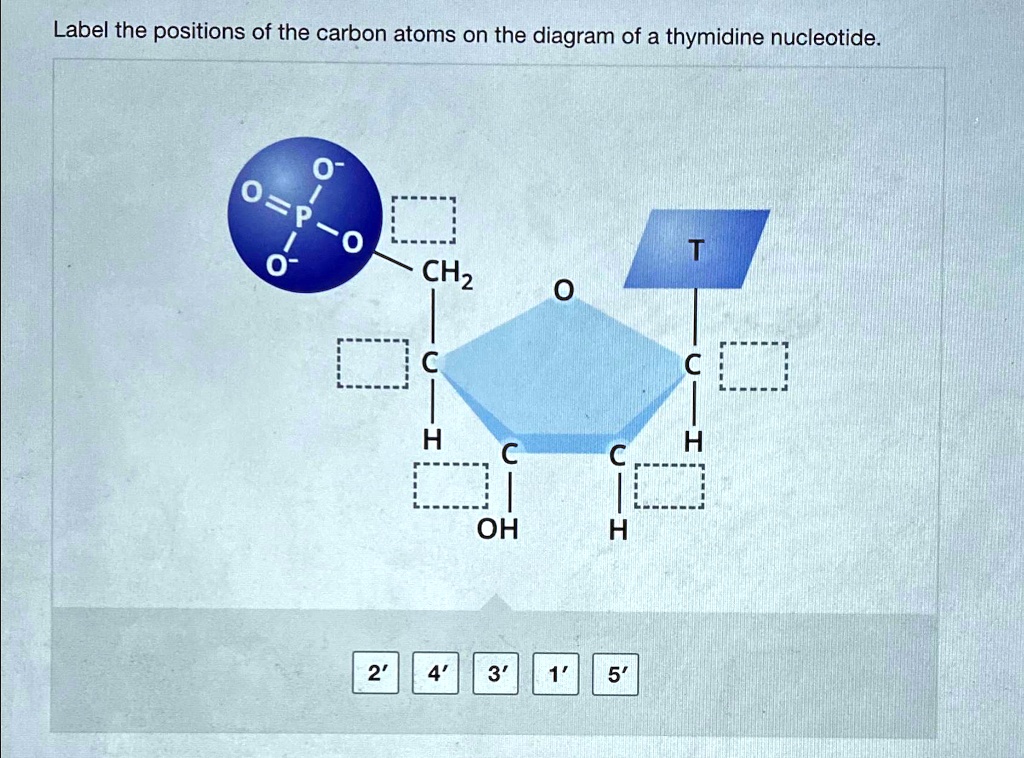 SOLVED: Label the positions of the carbon atoms on the diagram of a ...
