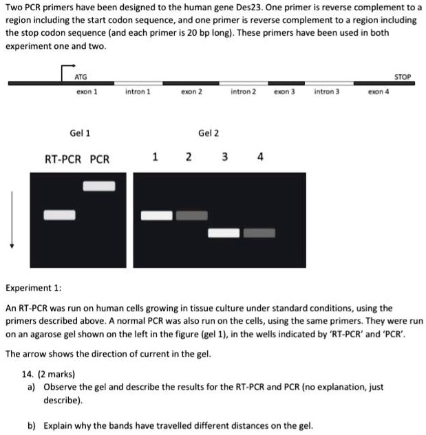 SOLVED: Two PCR primers have been designed to the human gene Des23.One ...