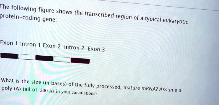 SOLVED: The following figure shows protein-= -coding the transcribed ...