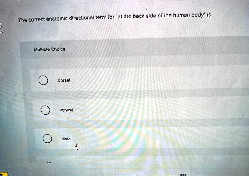 the correct anatomic directional term for at the back side of the human ...