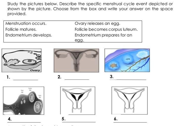 Pictures Of Menstrual Cycle Events