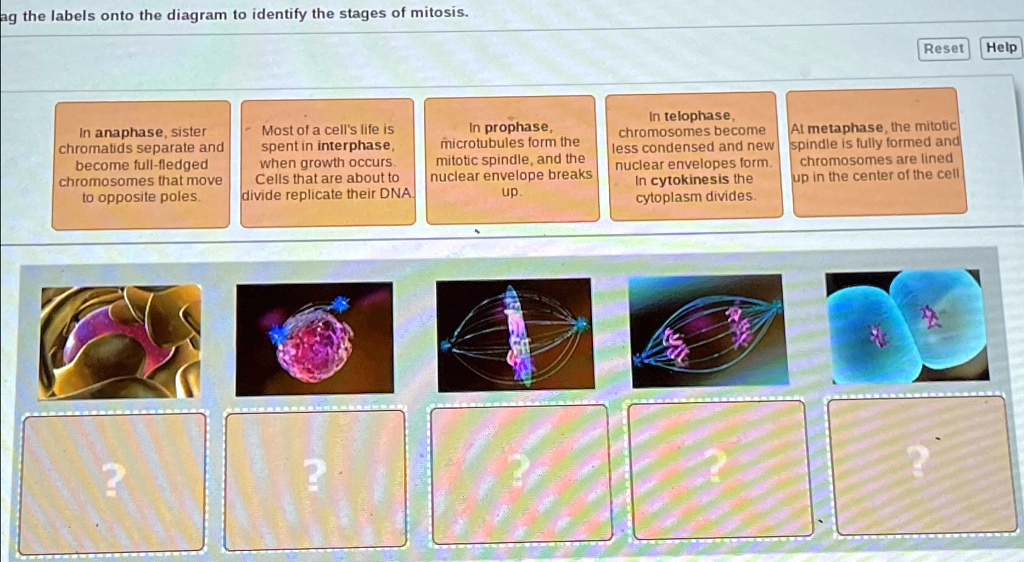 ag the labels onto the diagram to identify the stages of mitosis. In ...