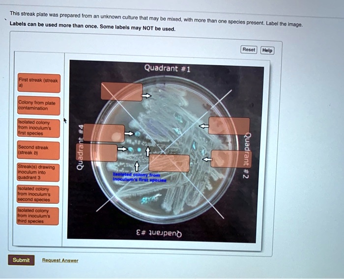 SOLVED: This streak plate was prepared from an unknown culture that may ...