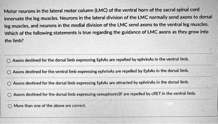 SOLVED: Motor neurons in the lateral motor column (LMC) of the ventral ...