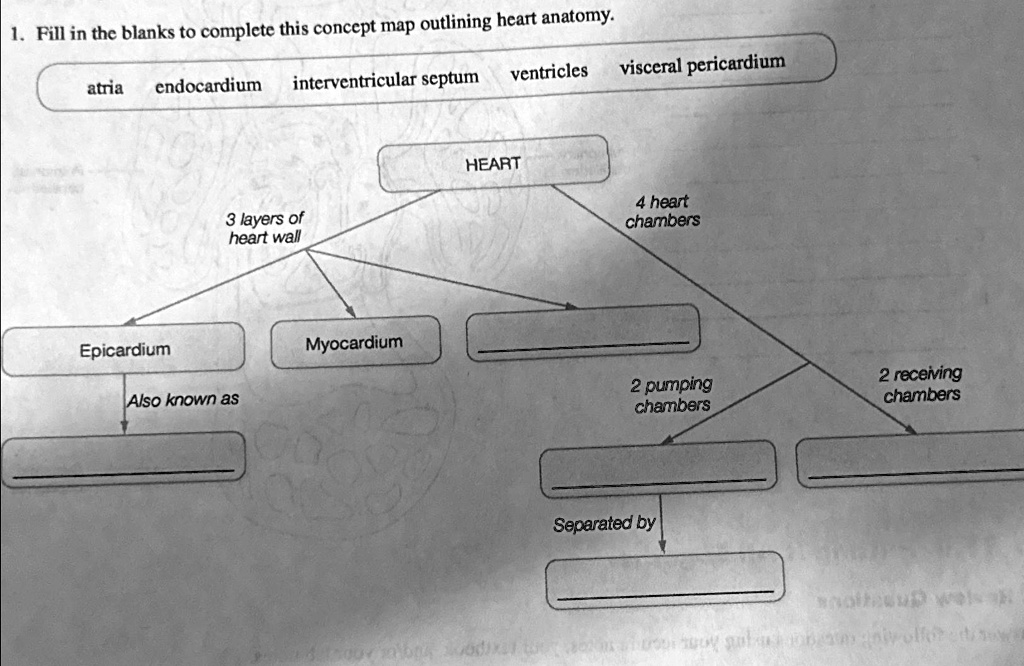 Fill in the blanks to complete this concept map outlining heart anatomy ...
