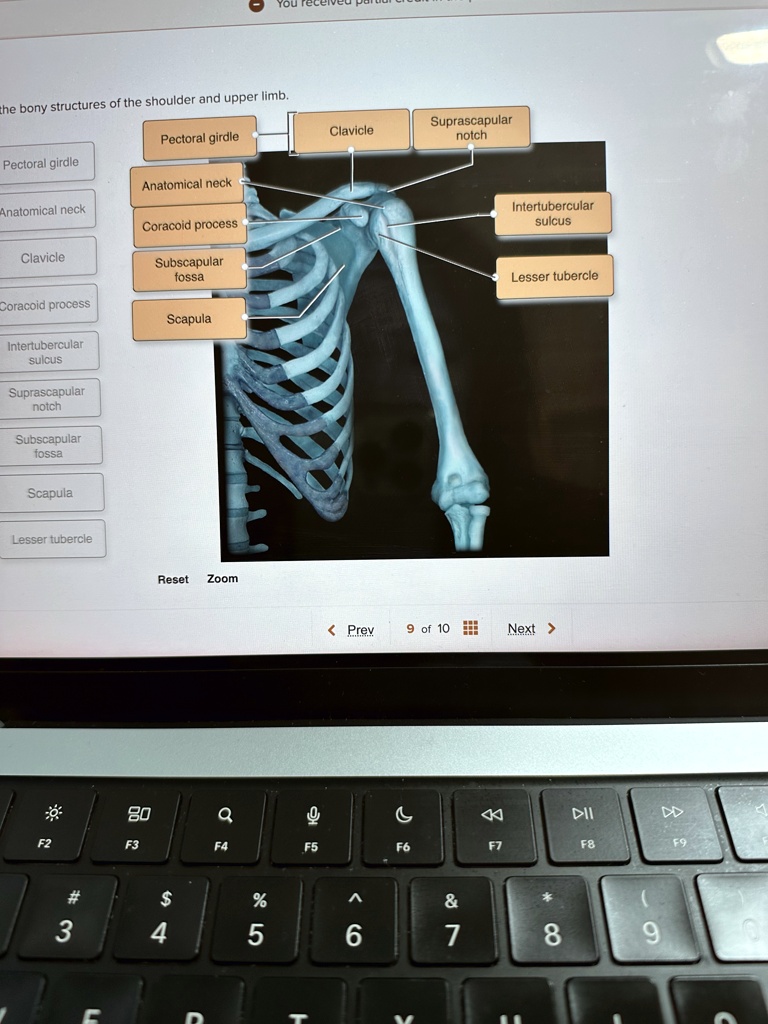 The bony structures of the shoulder and upper limb Pectoral girdle Pectoral girdle Anatomical ...